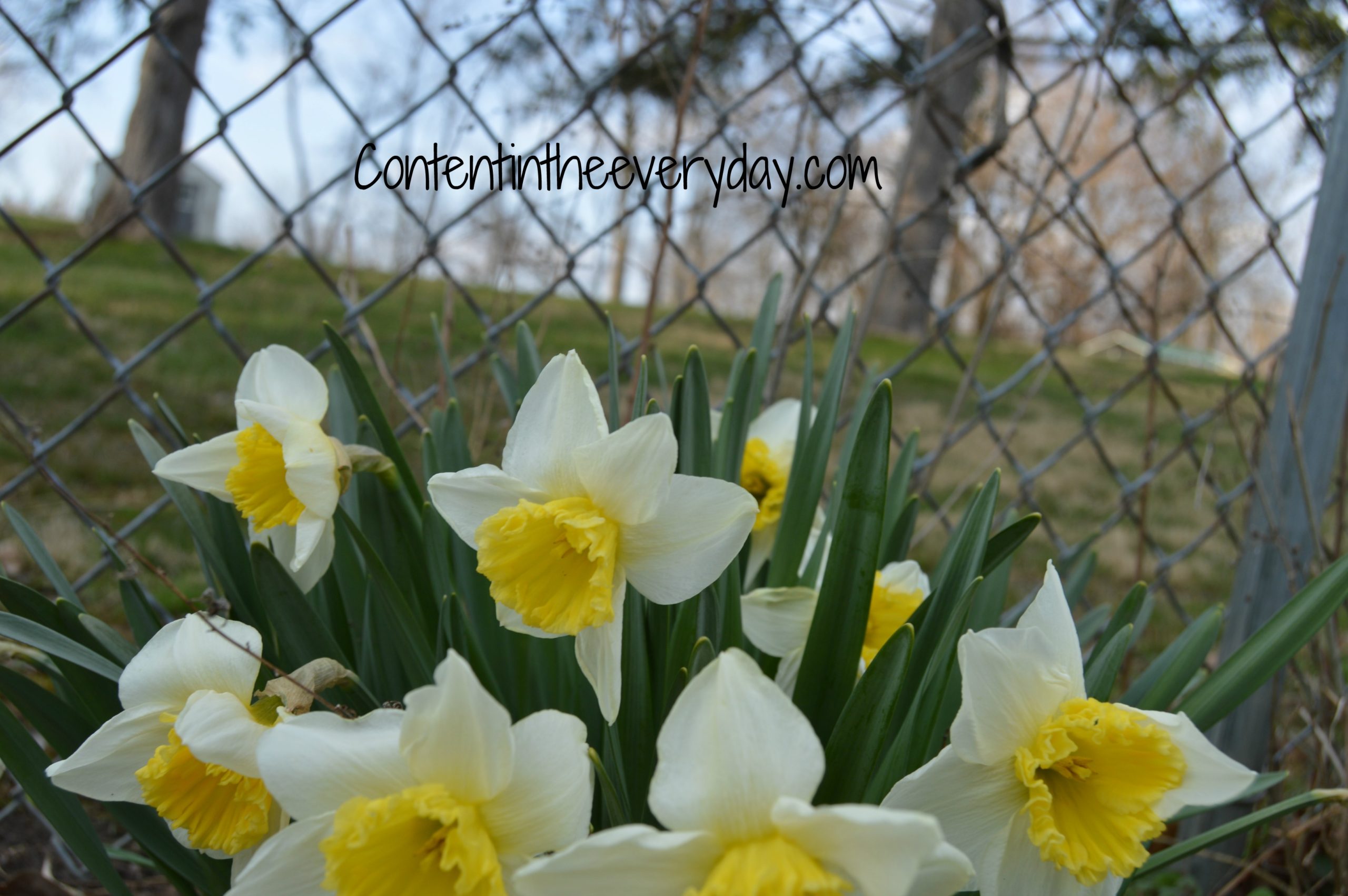 Friday Ponderings... - The King's Little Red Homestead