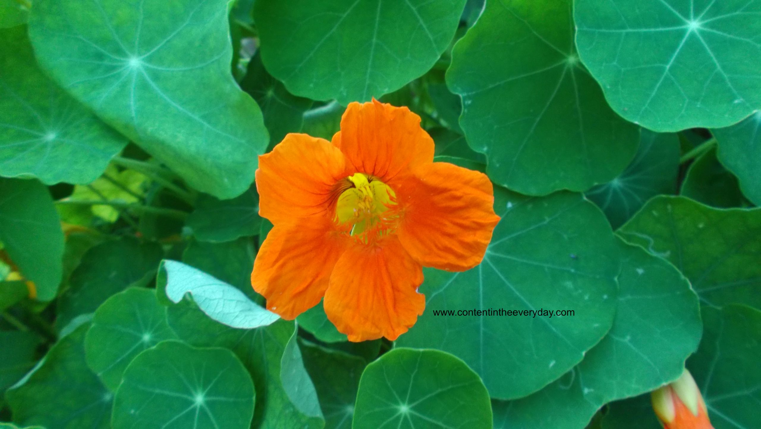 “Through it All”… – The King's Little Red Homestead