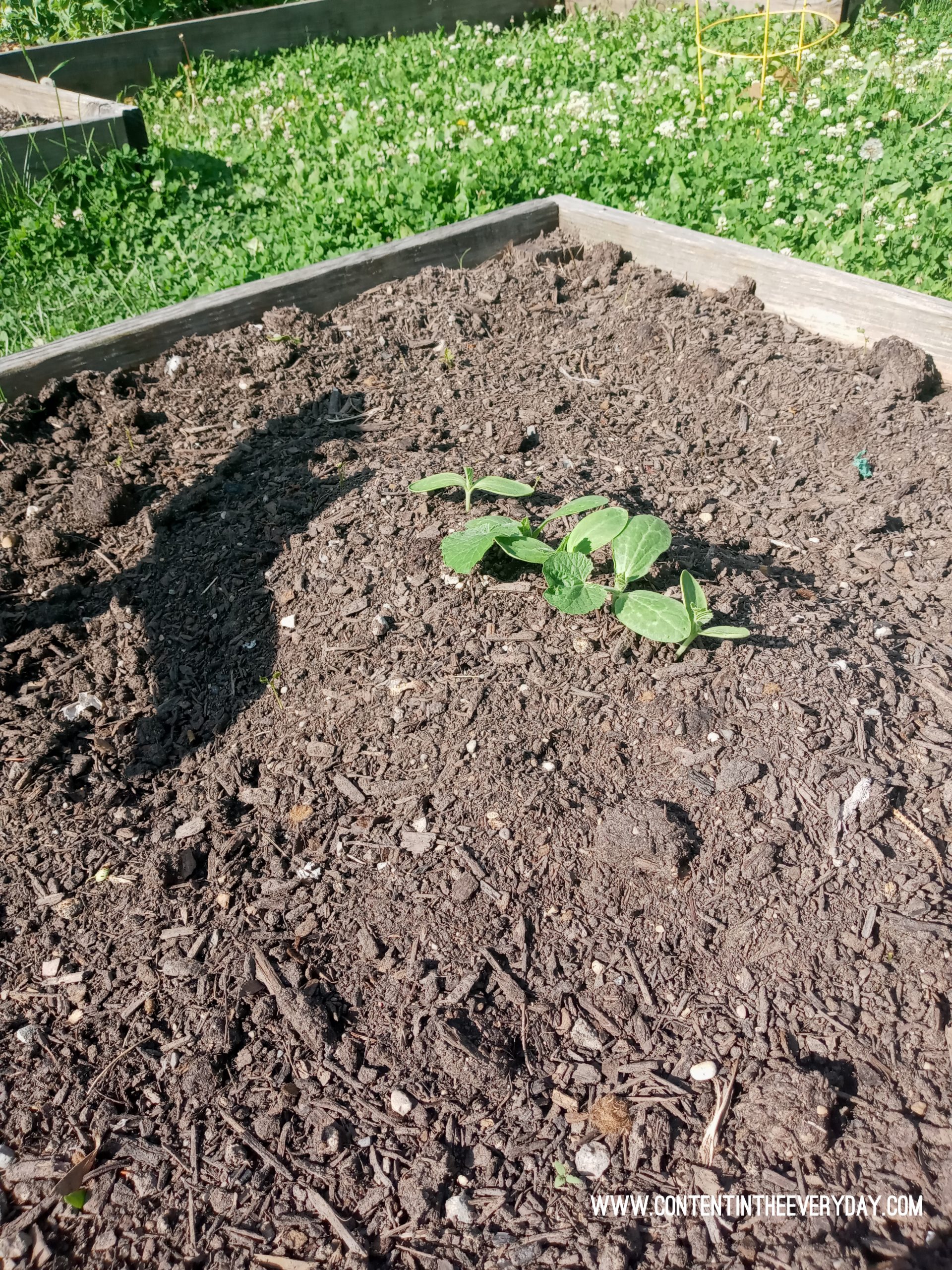 Promises and Praises – The King's Little Red Homestead