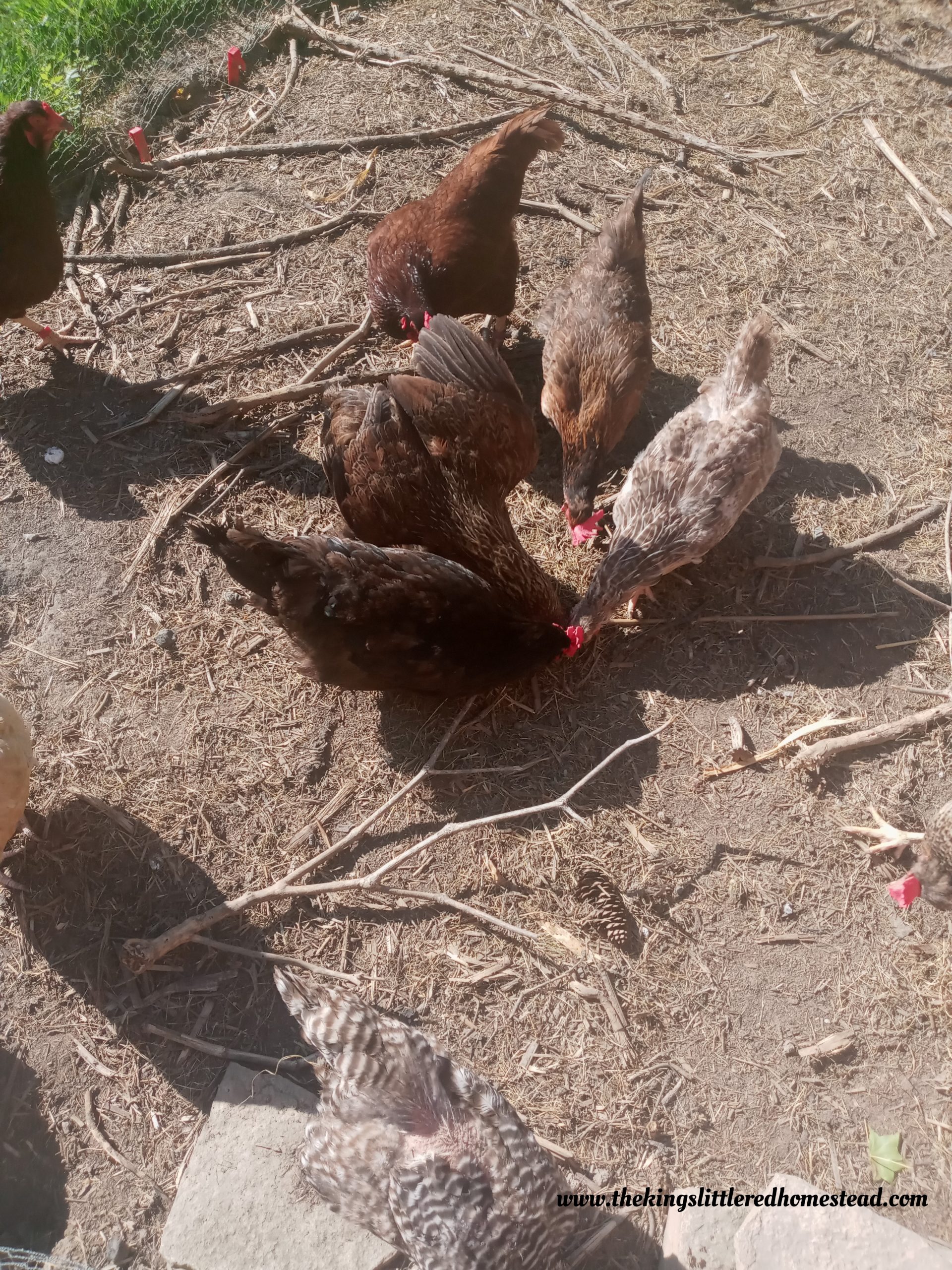 Welcome to The King's Little Red Homestead! - The King's Little Red ...