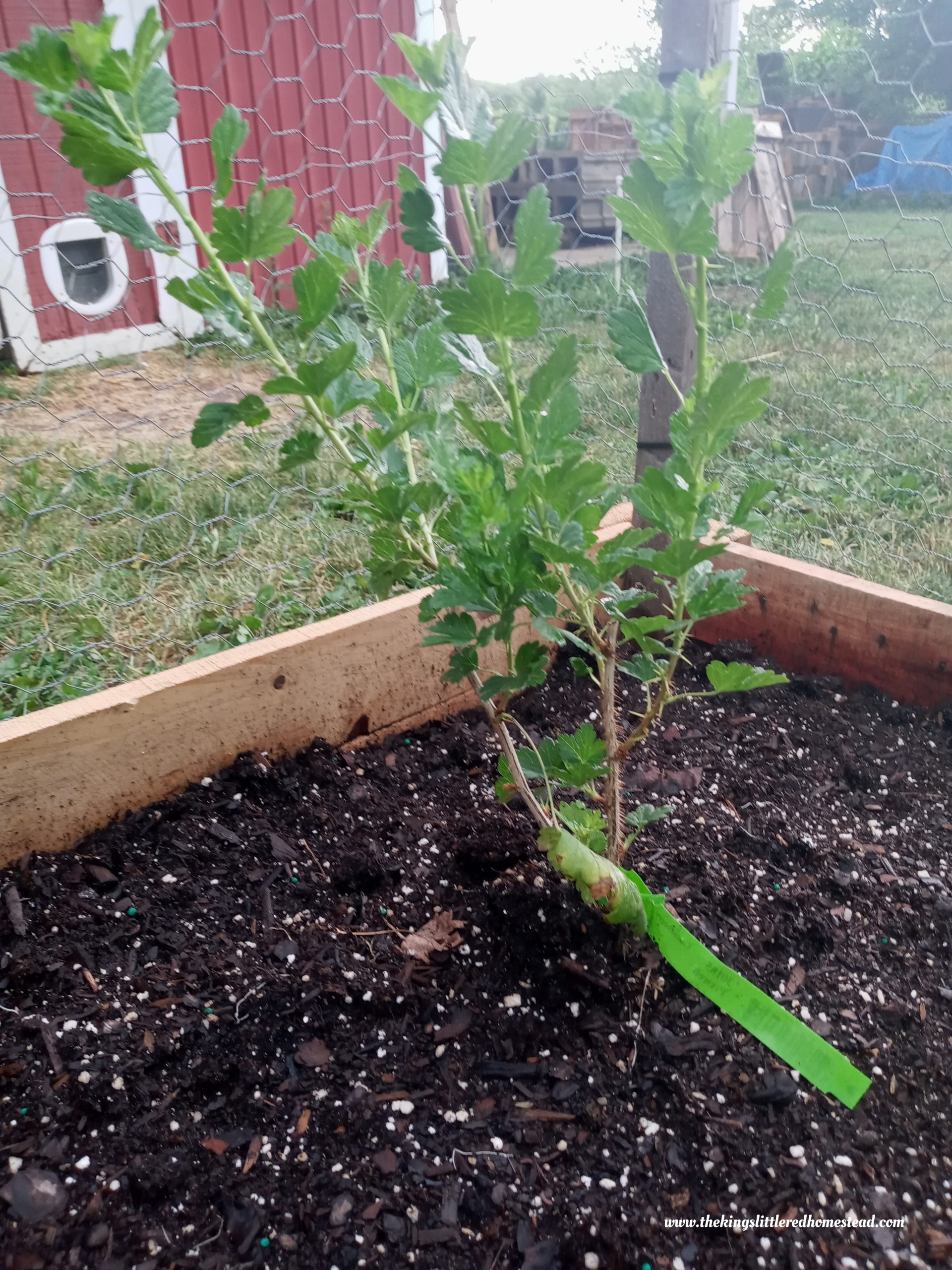 1 Month Garden Update – The King's Little Red Homestead