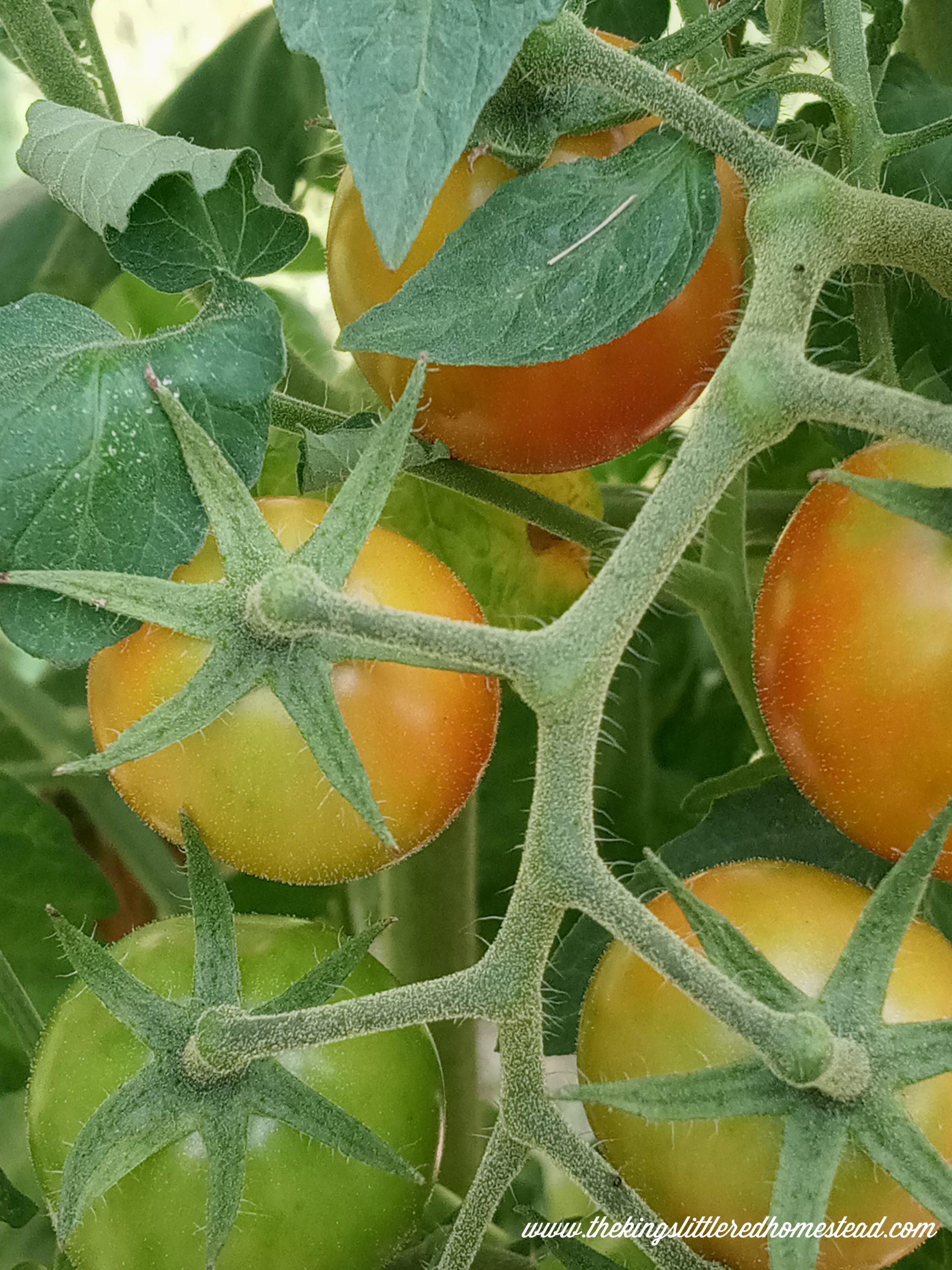 Homestead Update! – The King's Little Red Homestead