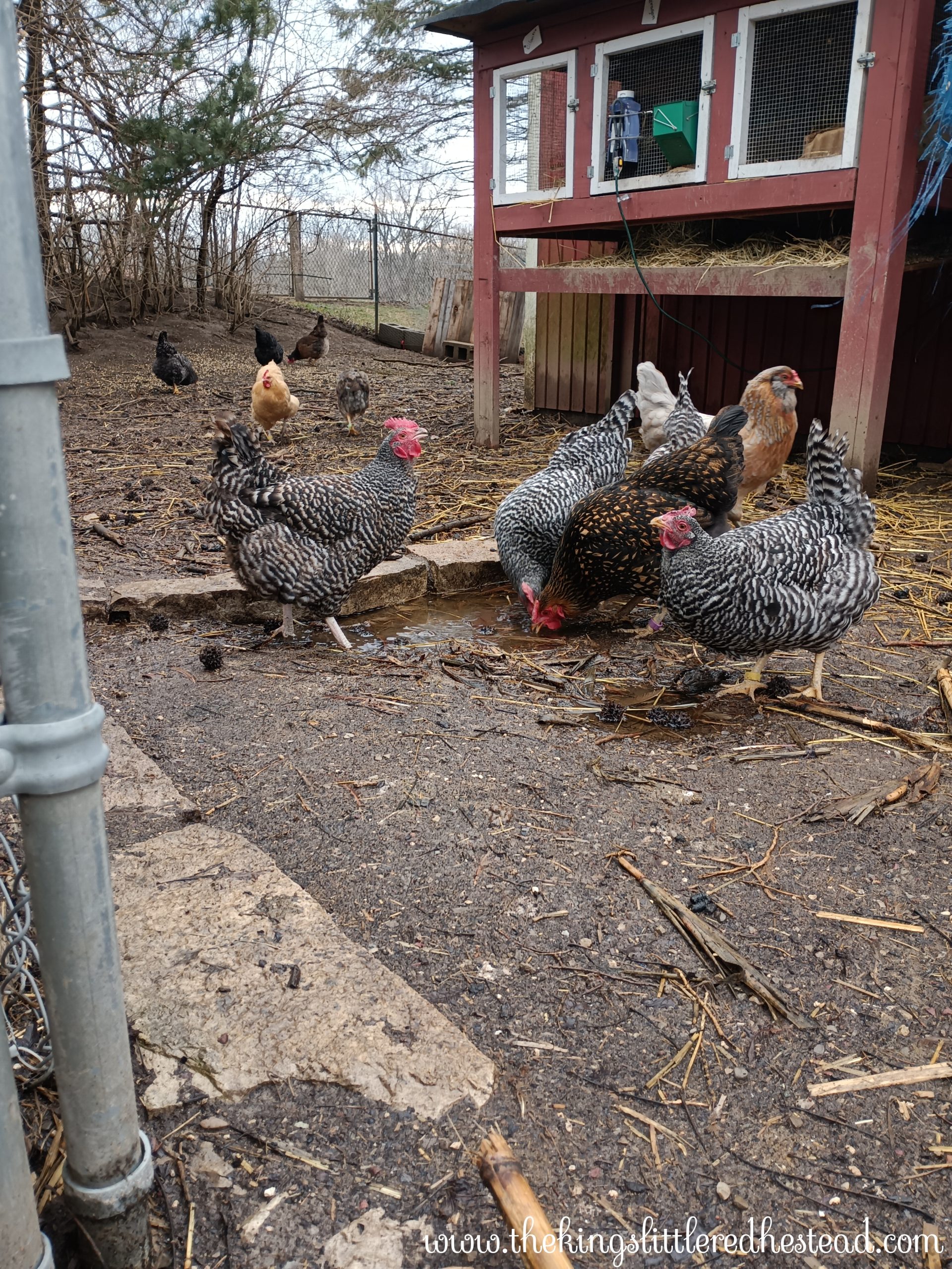 The King's Little Red Homestead – Growing Closer to the King