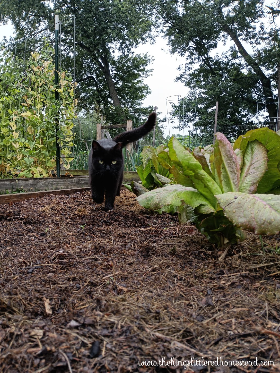 How We Homestead – The King's Little Red Homestead