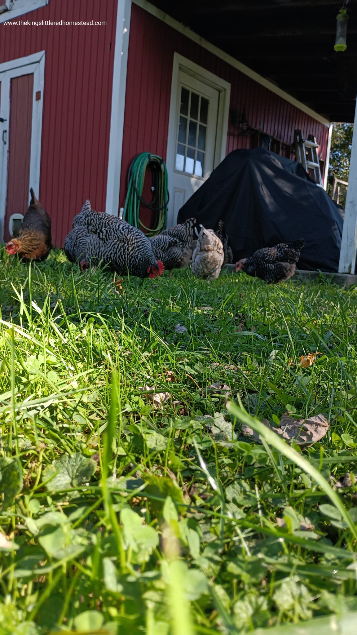 When Plans Change… – The King's Little Red Homestead